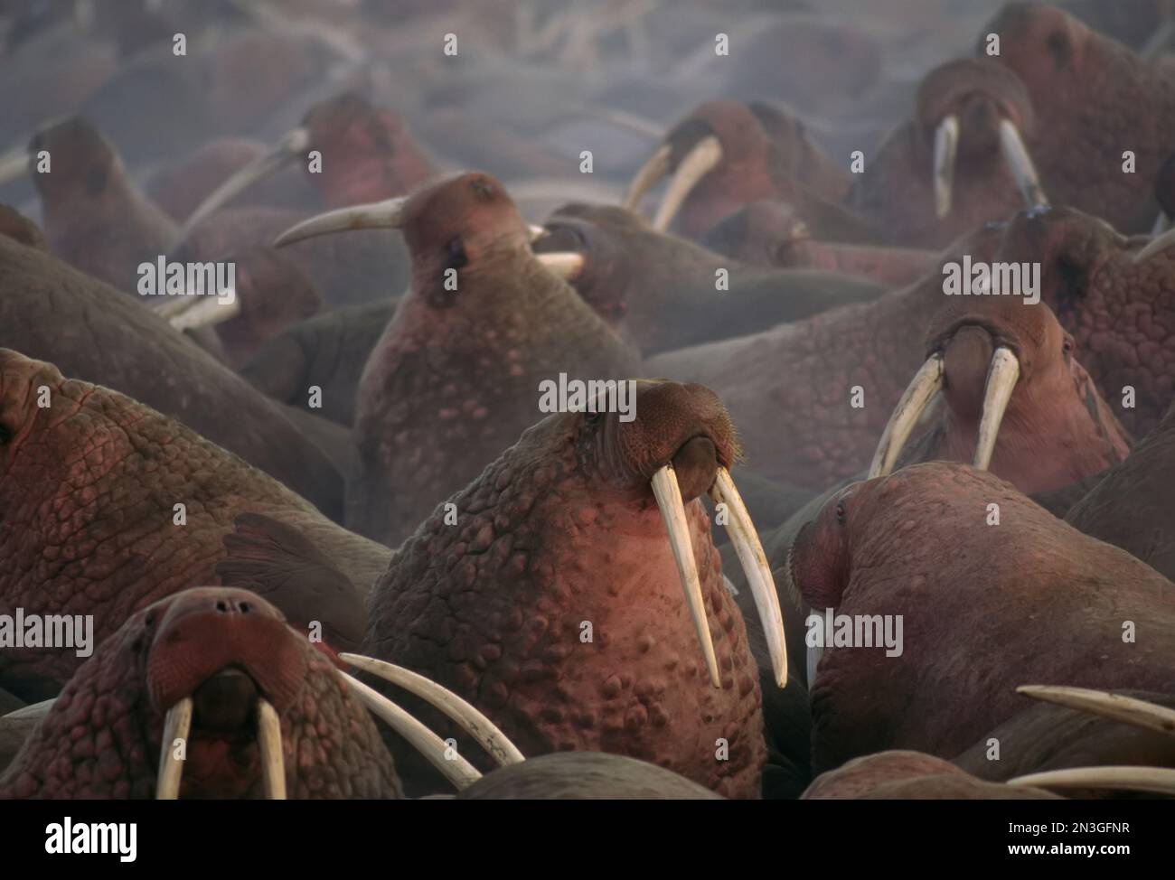 Walruses (Odobenus rosmarus) on the beach in Togiak National Wildlife ...
