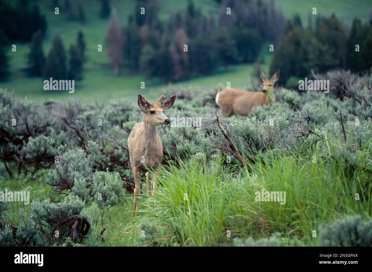 Two mule deer odocoileus hi-res stock photography and images - Alamy