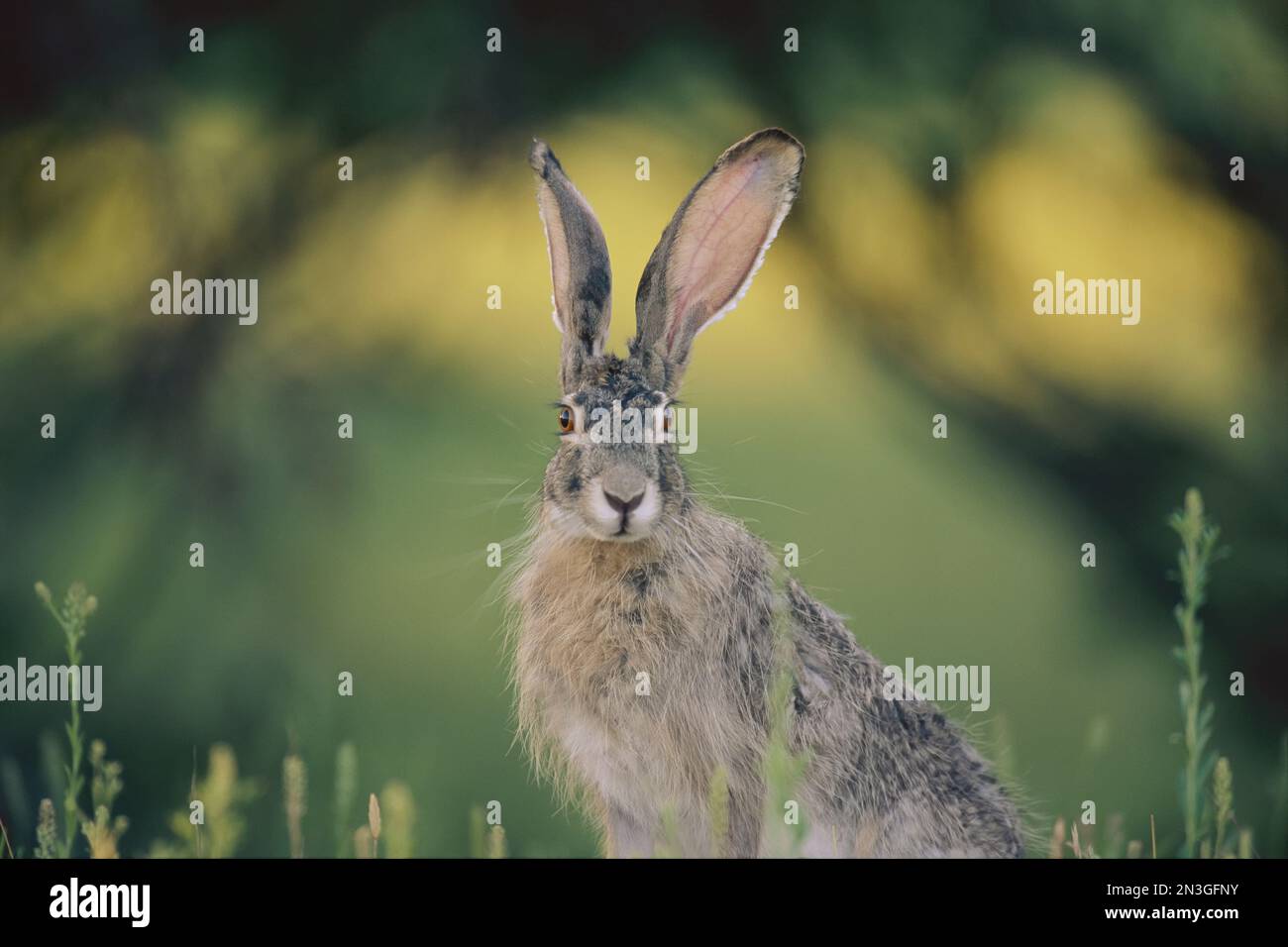 Black jackrabbit hi-res stock photography and images - Alamy