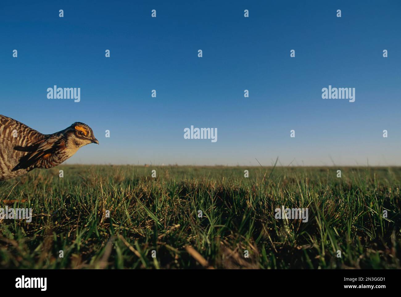 Attwater’s prairie chicken hi-res stock photography and images - Alamy