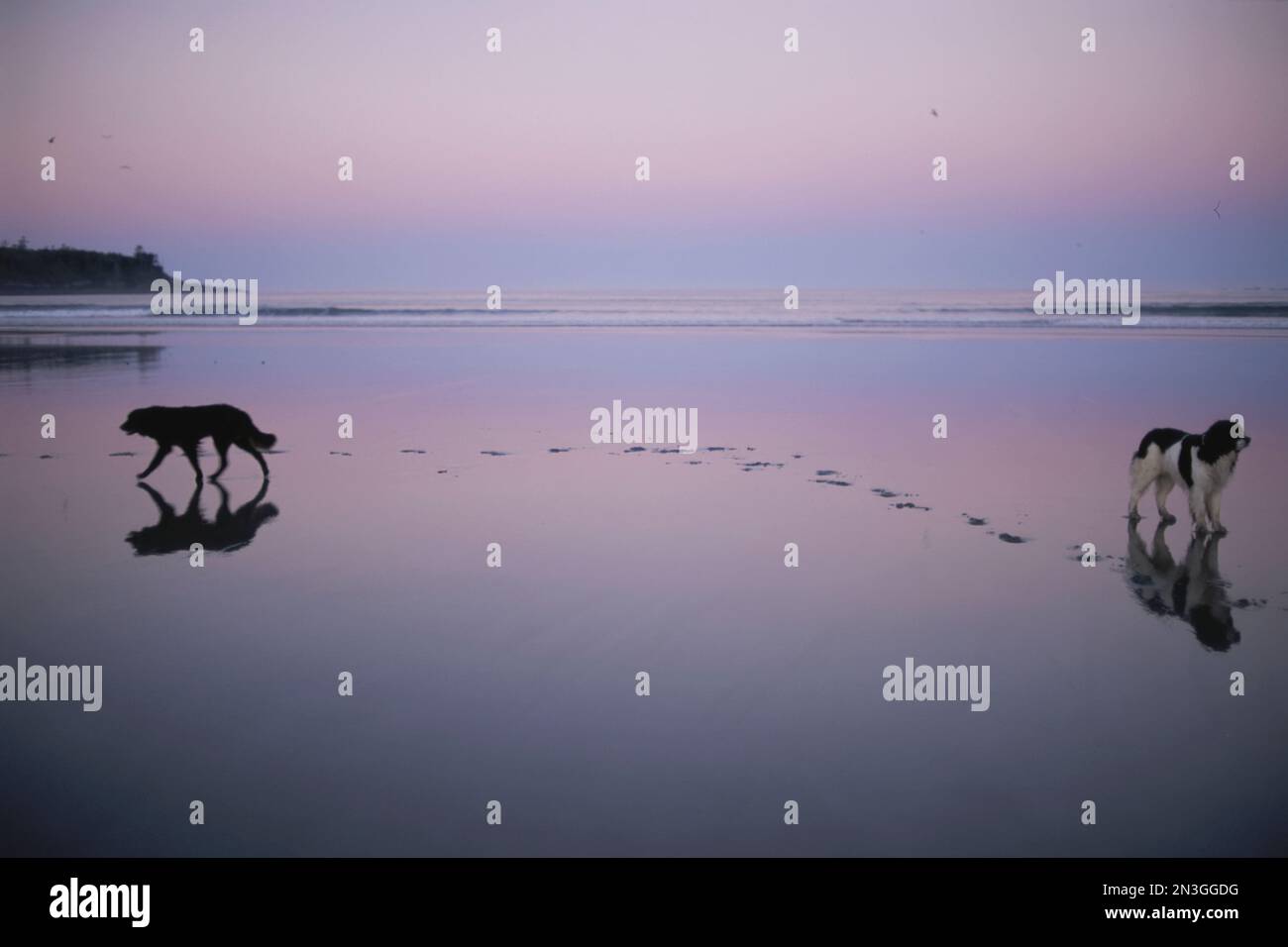 Two dogs on the beach at twilight walk in opposite directions; Cox Bay ...