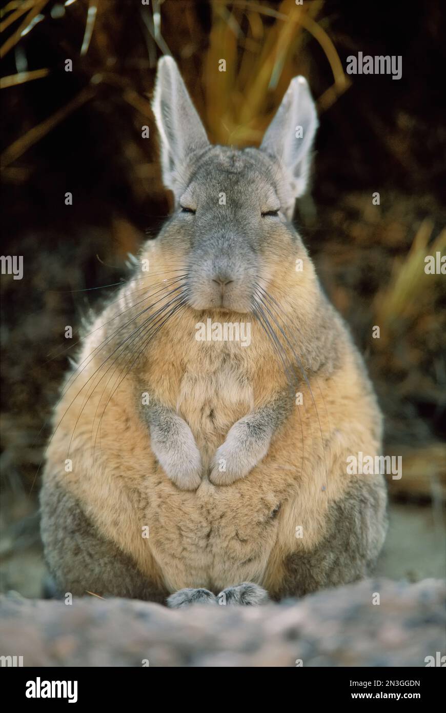 A herbivorous viscacha puffs up against the sharp desert cold; Atacama ...