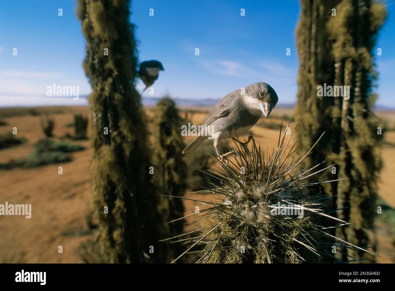 Common diuca finches hi-res stock photography and images - Alamy