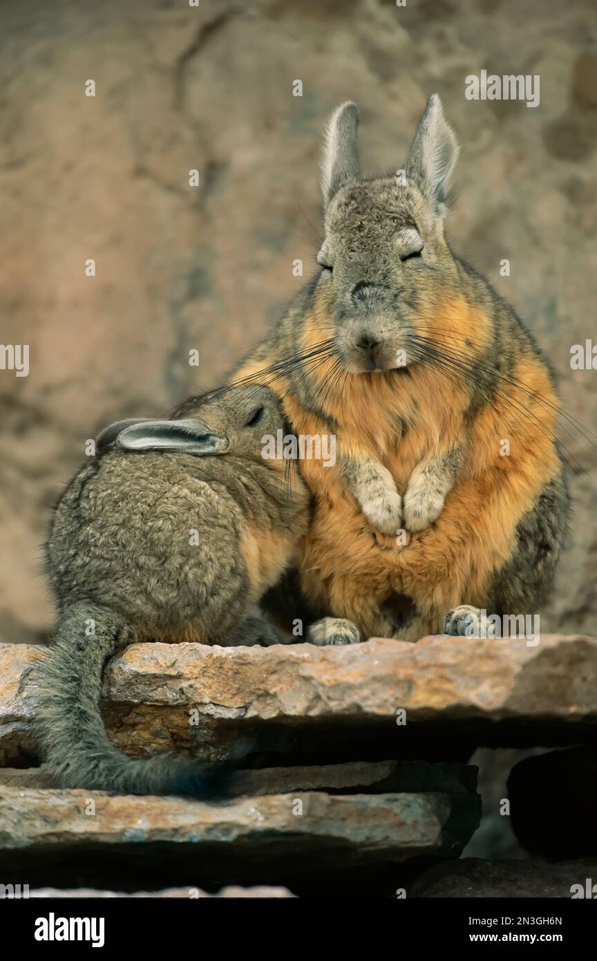 Fur anatomy hi-res stock photography and images - Alamy