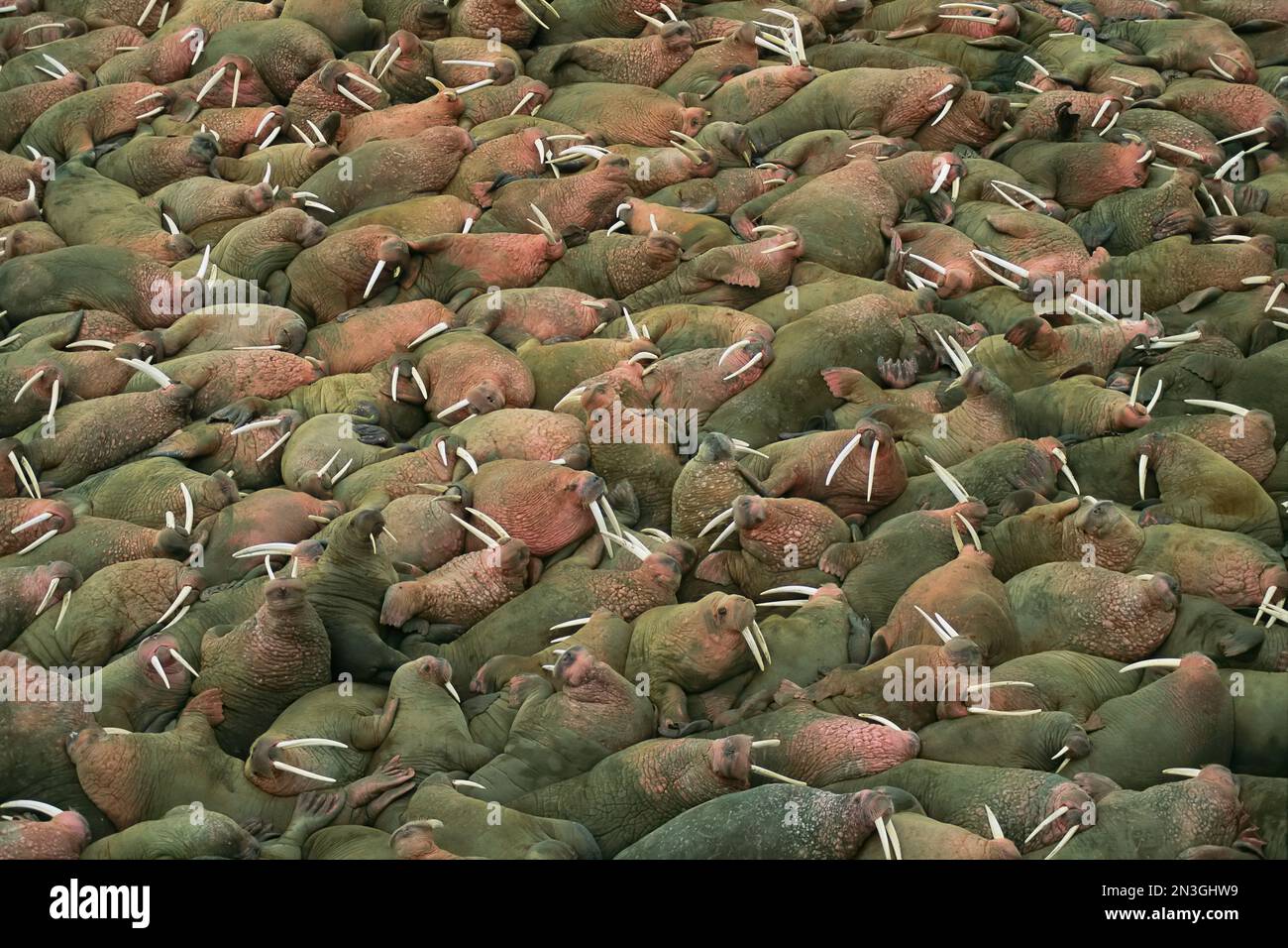 Large group of Walruses (Odobenus rosmarus) resting close together in ...