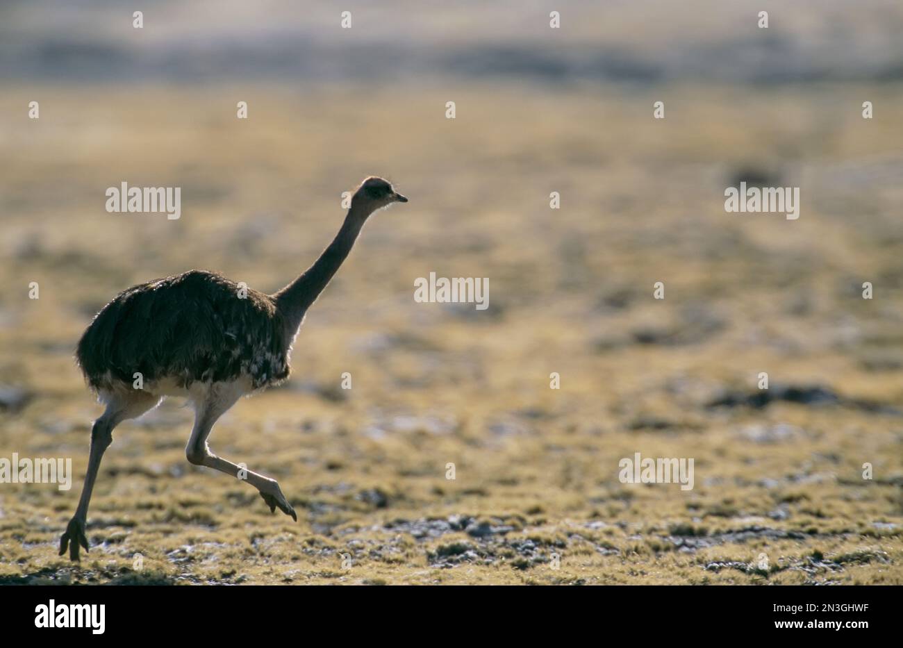 Ostrich running south america hi-res stock photography and images - Alamy