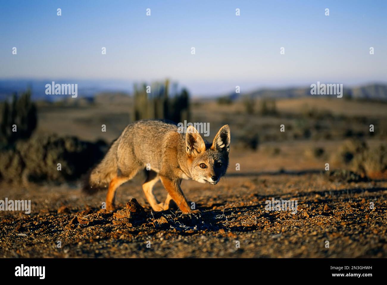 Close view of a Gray fox (Vulpes Cinereoargenteus) eyeing the camera in ...