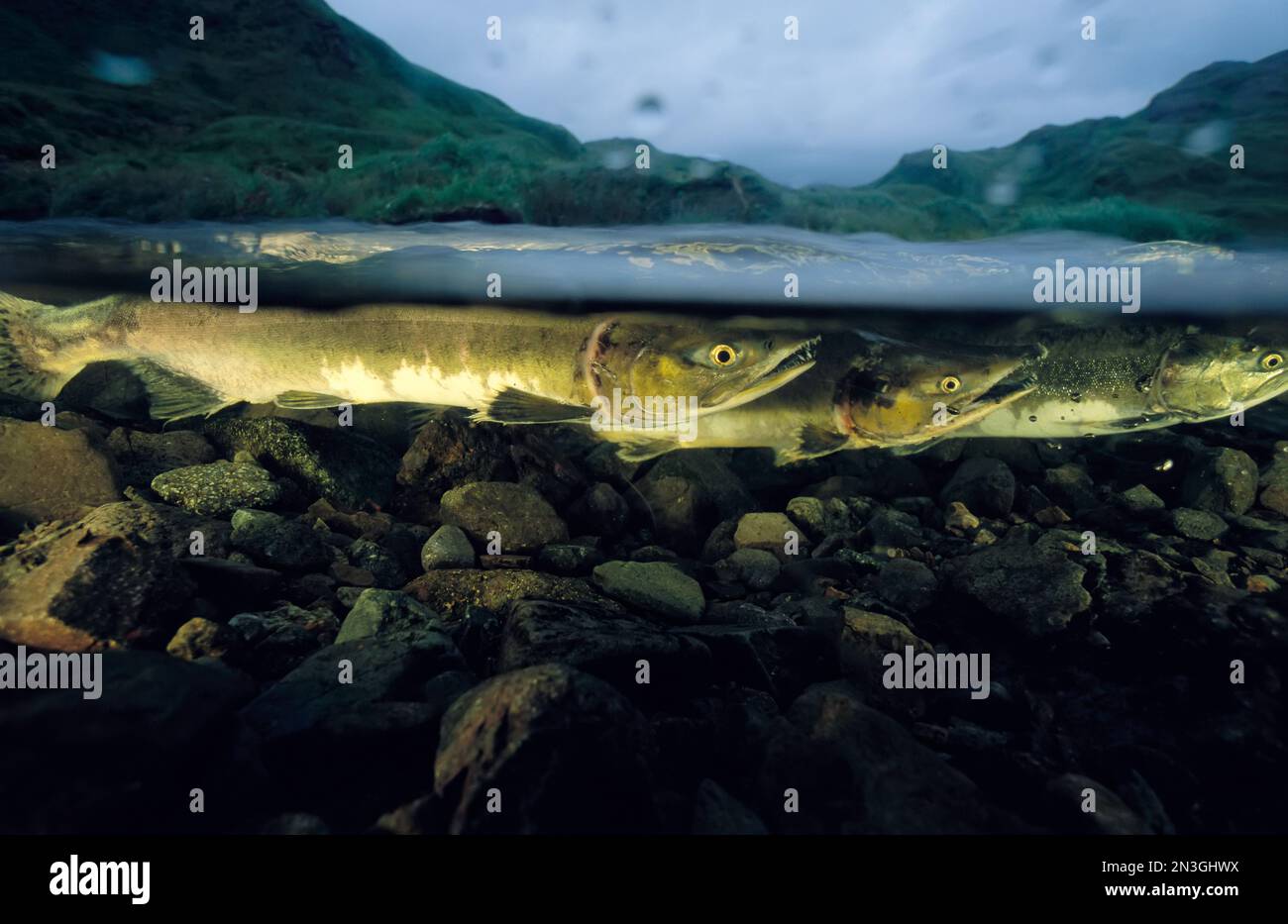 Adak island hi-res stock photography and images - Alamy