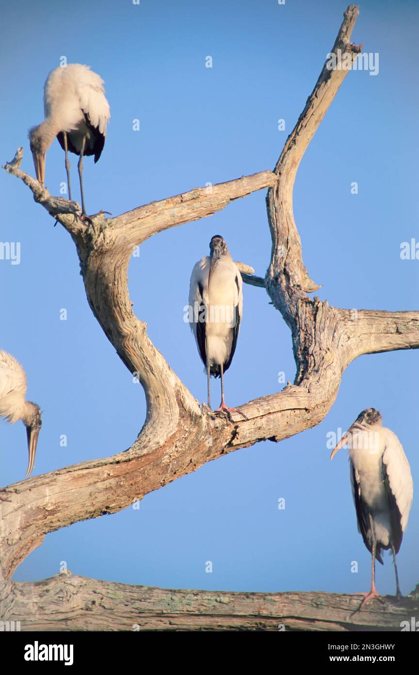 Group of endangered Wood storks (Mycteria americana) perch in a dead ...
