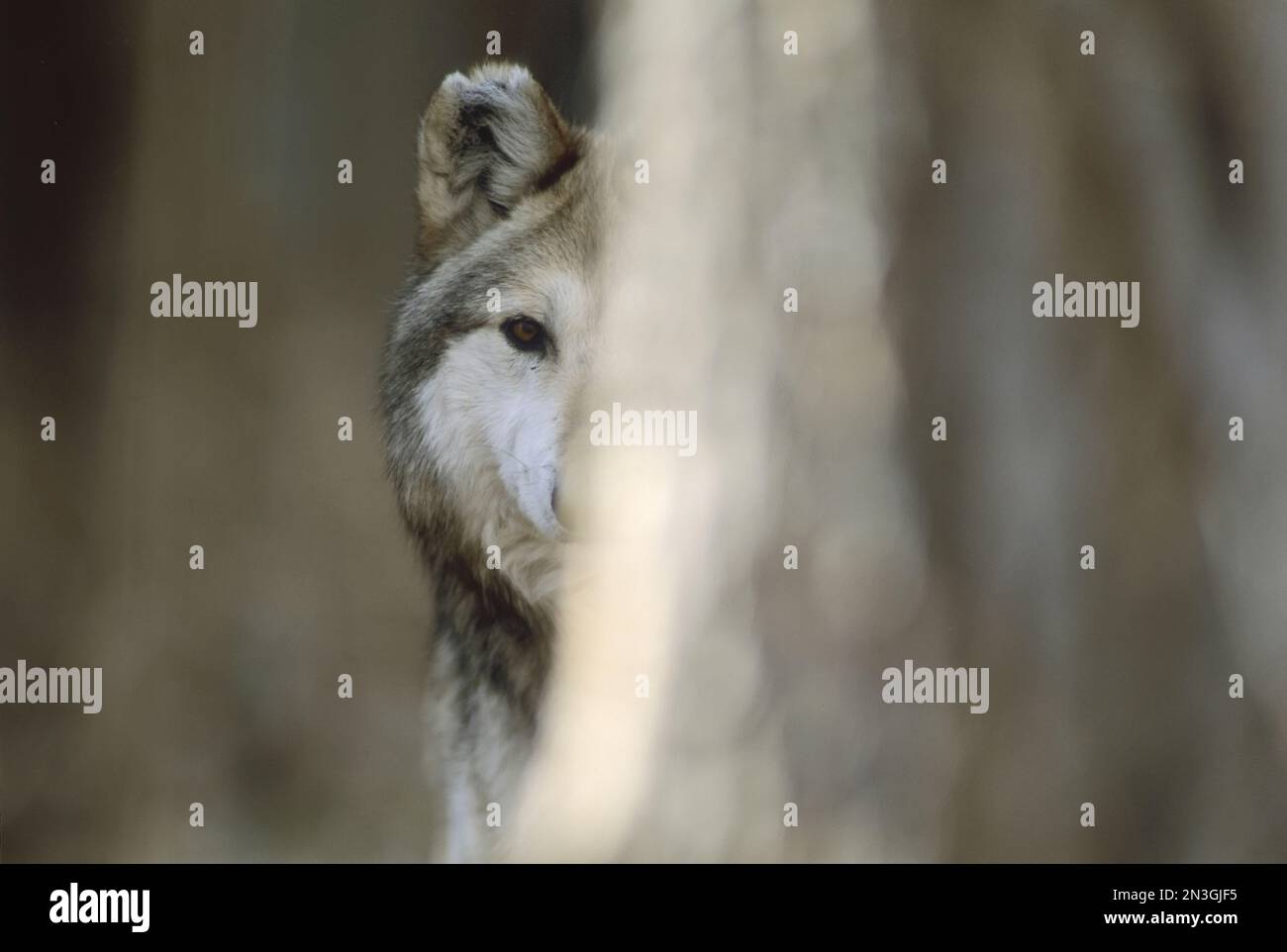 Captive Mexican gray wolf (Canis lupus baileyi), rarest wolf in North ...