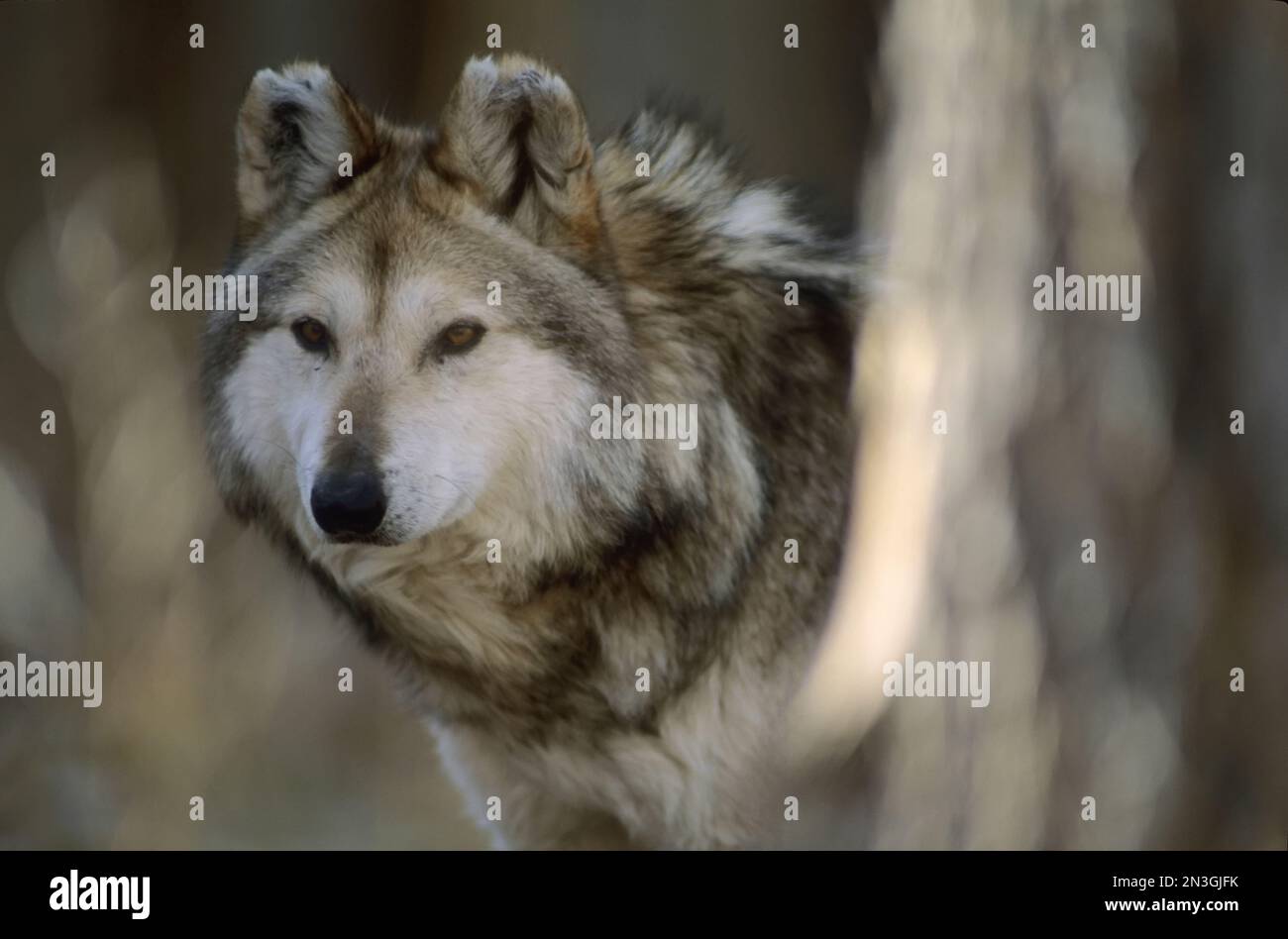 Captive Mexican gray wolf (Canis lupus baileyi), rarest wolf in North ...