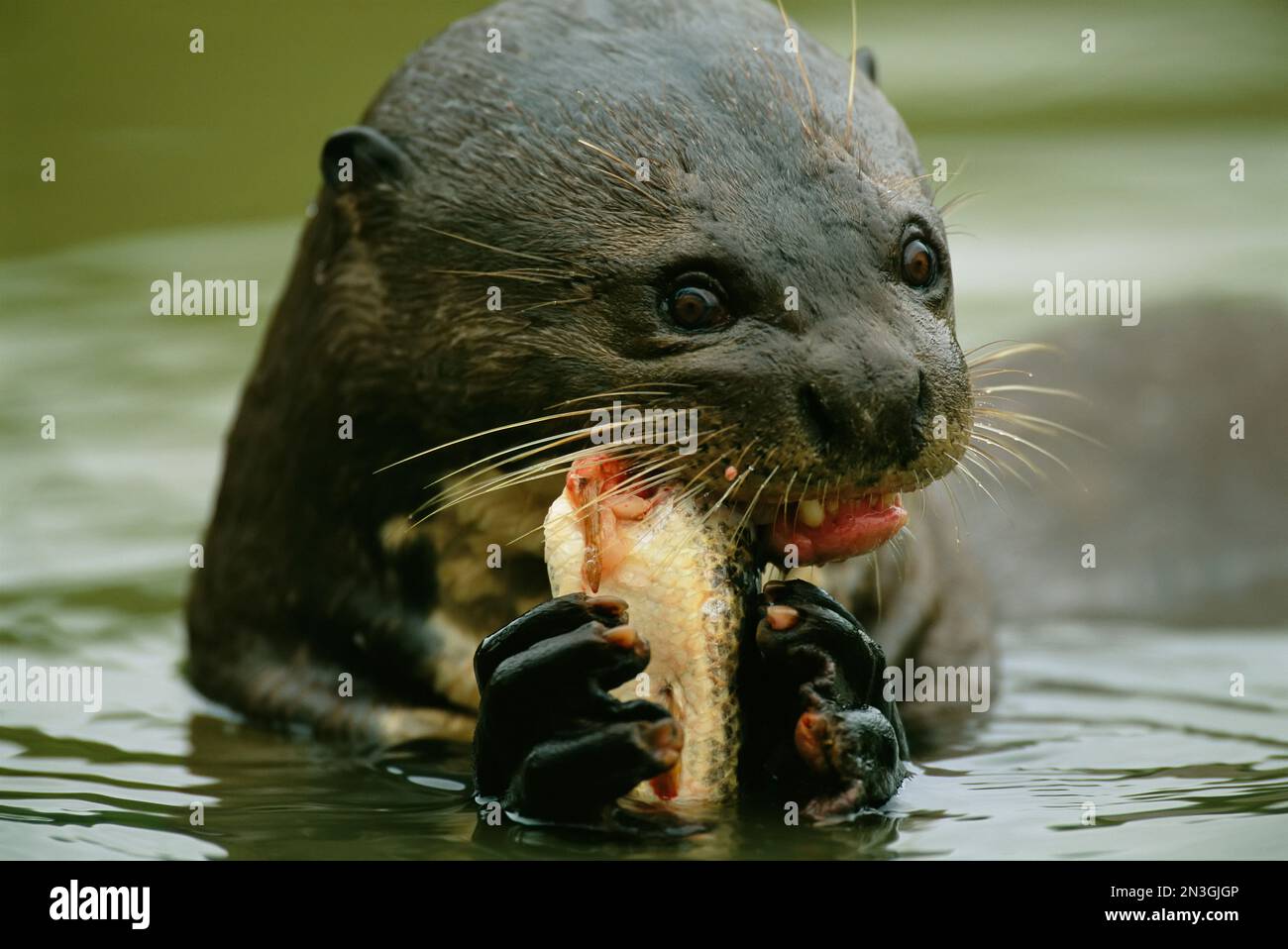 Otters drinking hi-res stock photography and images - Alamy