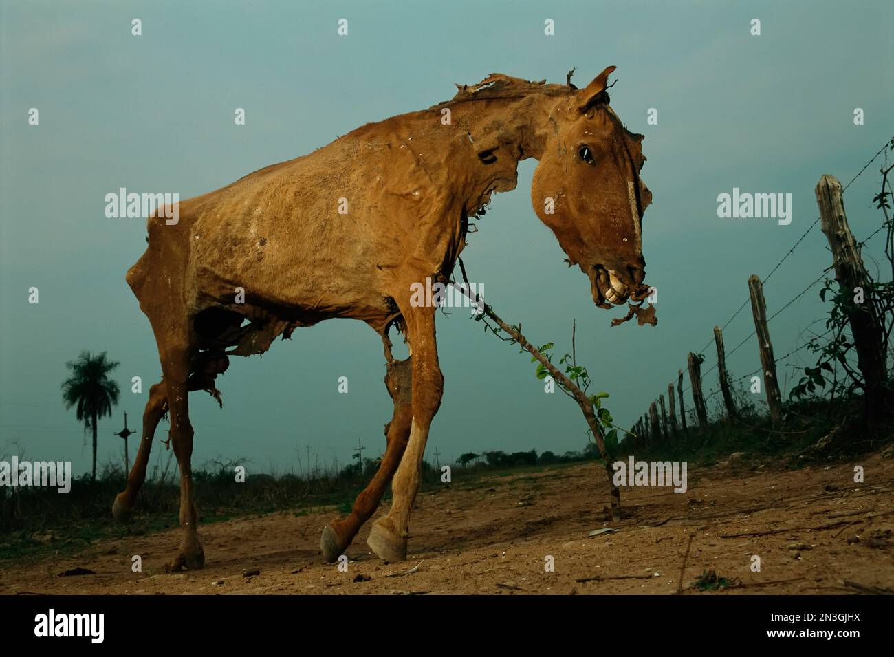 A horse carcass decomposing hi-res stock photography and images - Alamy