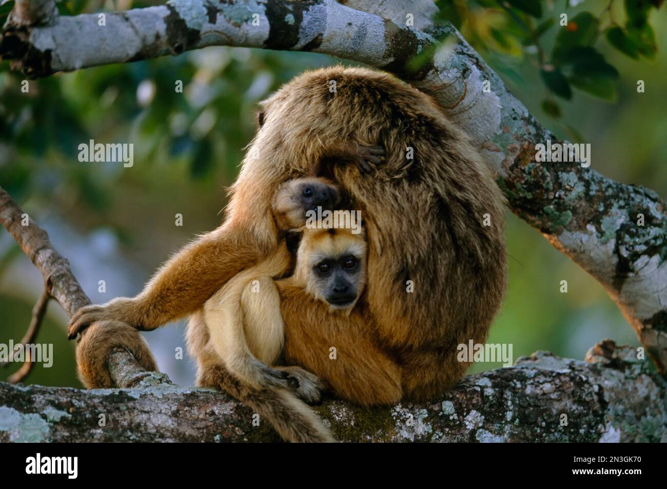 Two young black howler monkeys (Alouatta caraya) peek out of their ...
