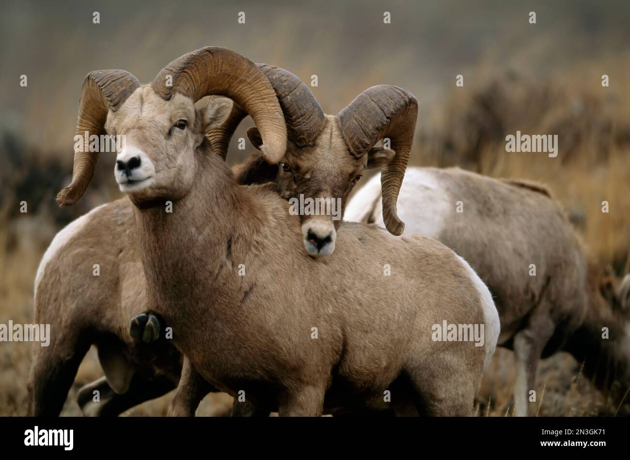 Pair of Bighorn rams (Ovis canadensis) on Montana's Rocky Mountain ...