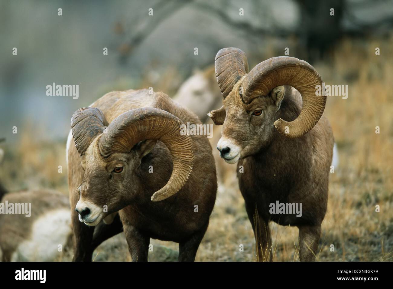 Sheep scanner hi-res stock photography and images - Alamy