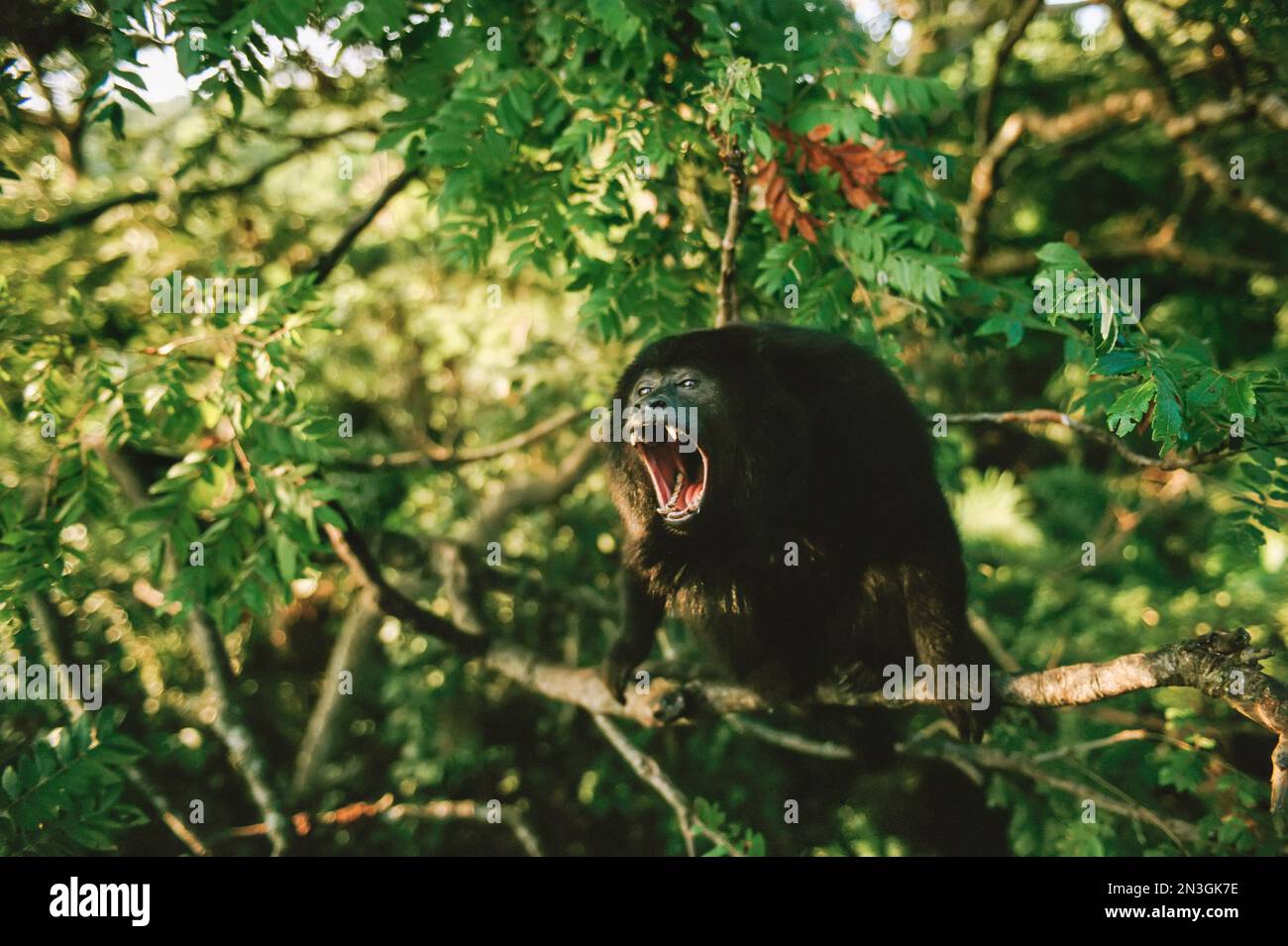 Male Black howler monkey (Alouatta caraya) vocalizes; Pantanal, Brazil ...