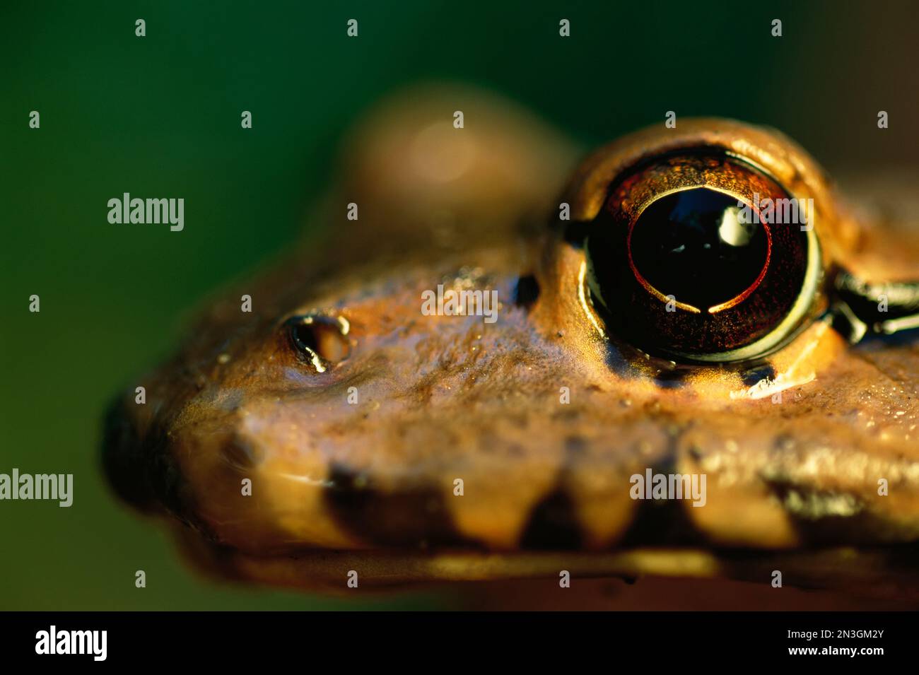 Extreme close-up of a frog's eye and skin; Pantanal, Brazil Stock Photo - Alamy