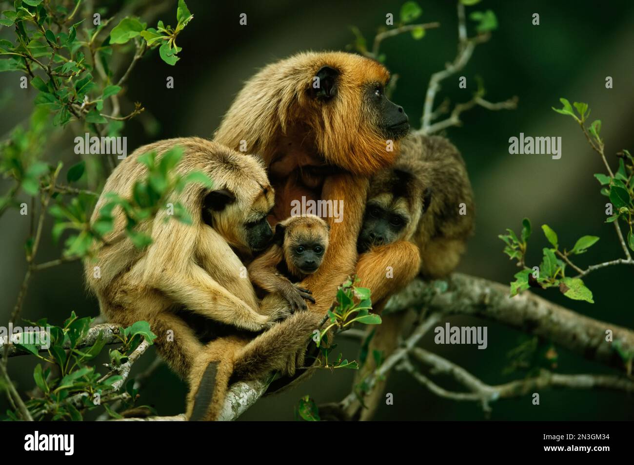 Group of Black howler monkeys (Alouatta caraya) in a tree; Pantanal ...