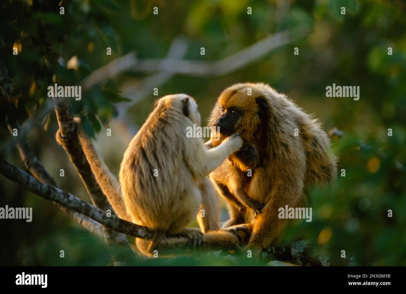 Black howler monkeys (Alouatta caraya) socialize on a tree branch ...