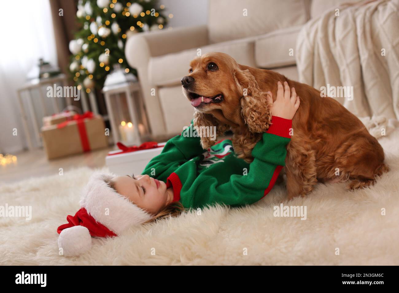 Cute little girl in Christmas outfit with English Cocker Spaniel at ...