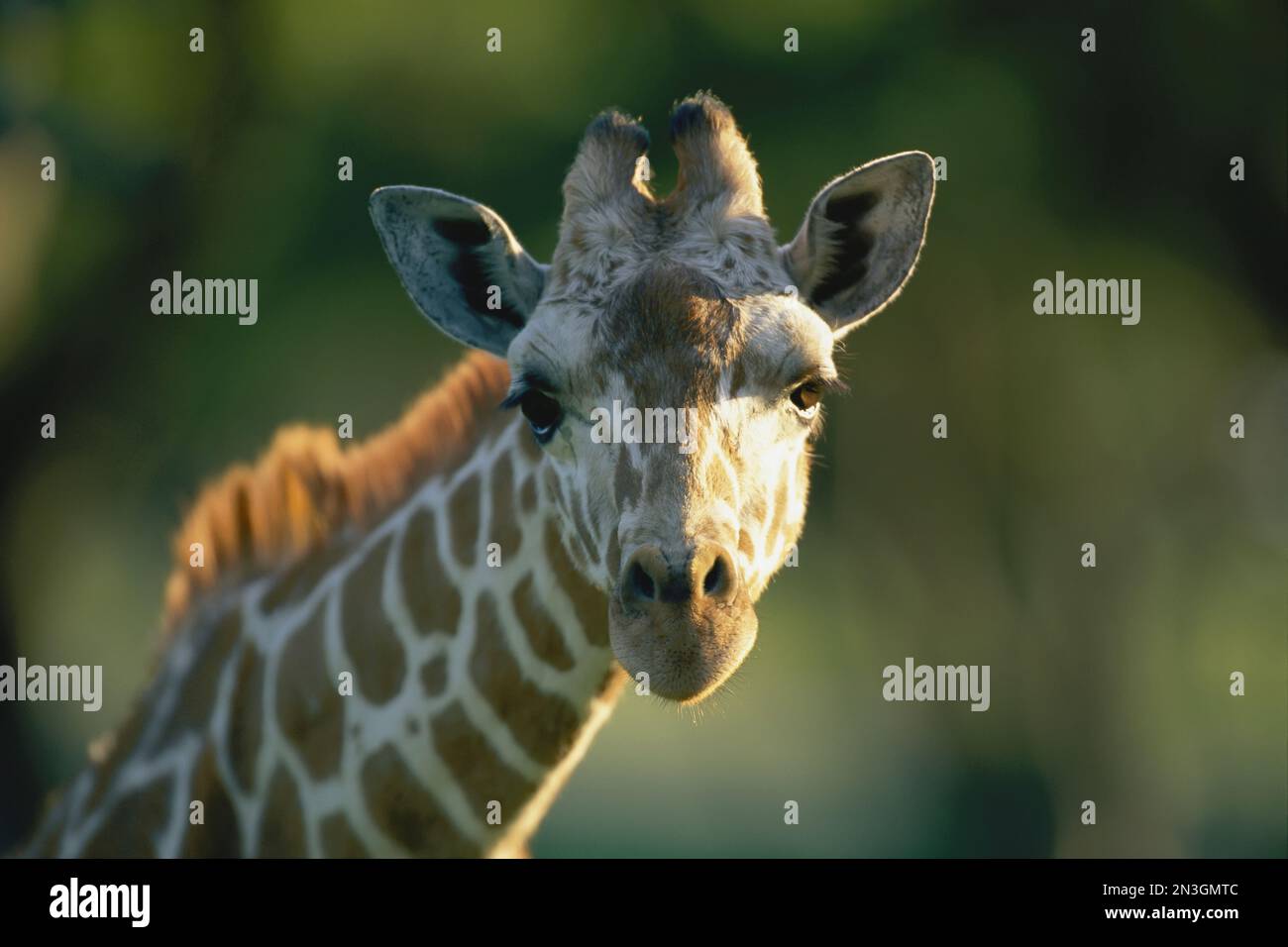 Portrait of a Reticulated giraffe (Giraffa reticulata), captive at ...