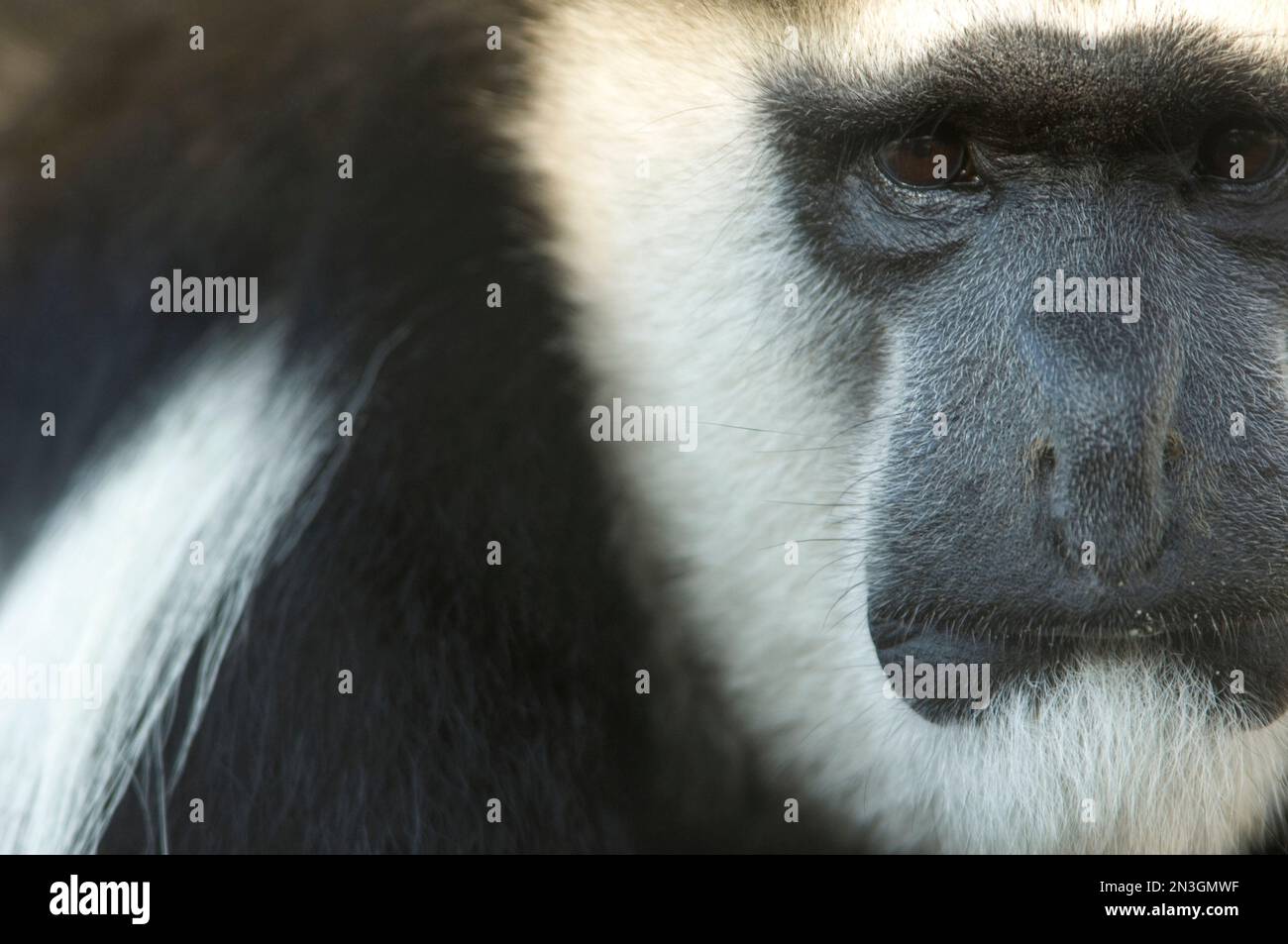 Portrait face black and white old hi-res stock photography and images ...