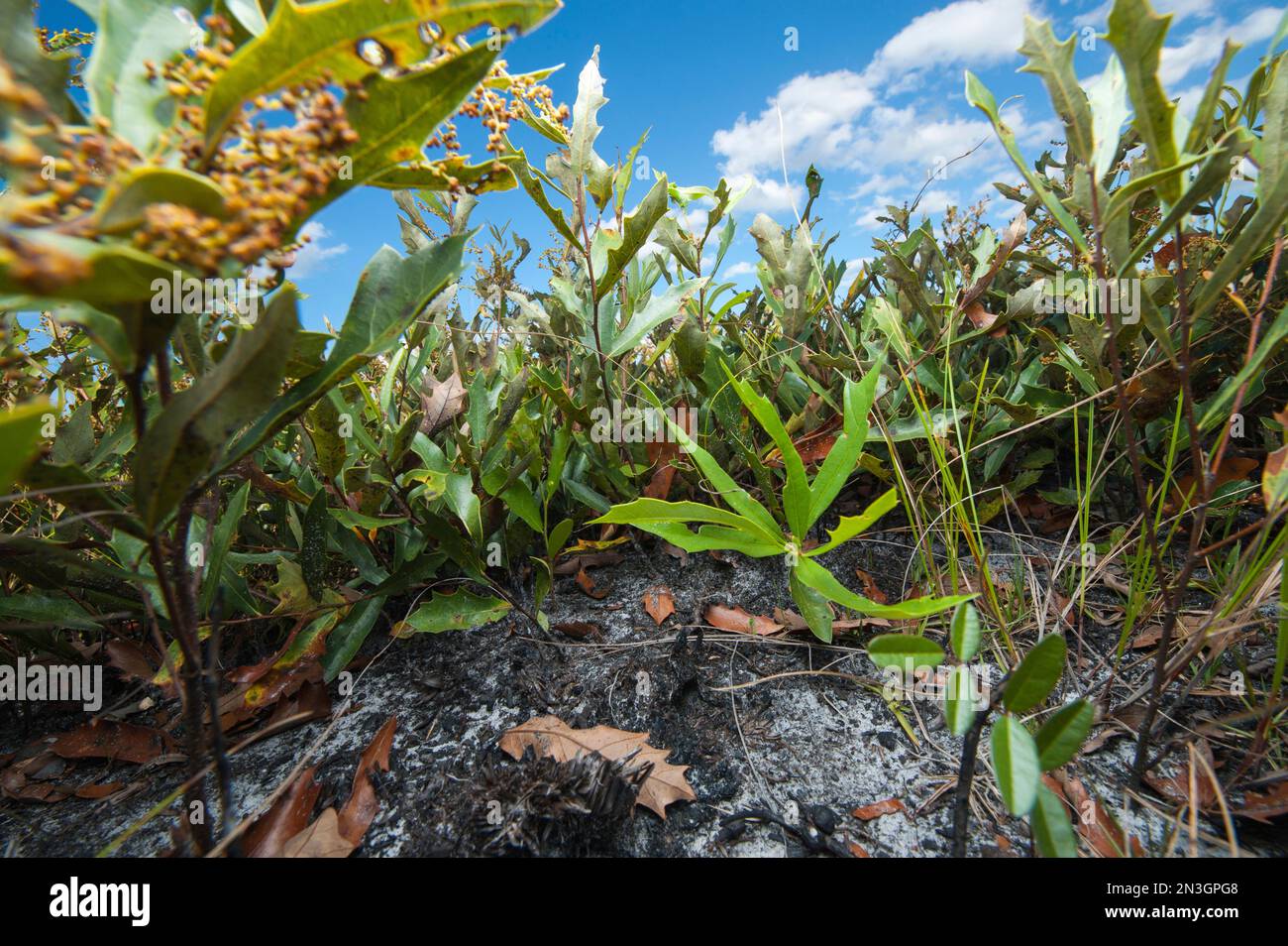 Quercus minima hi-res stock photography and images - Alamy