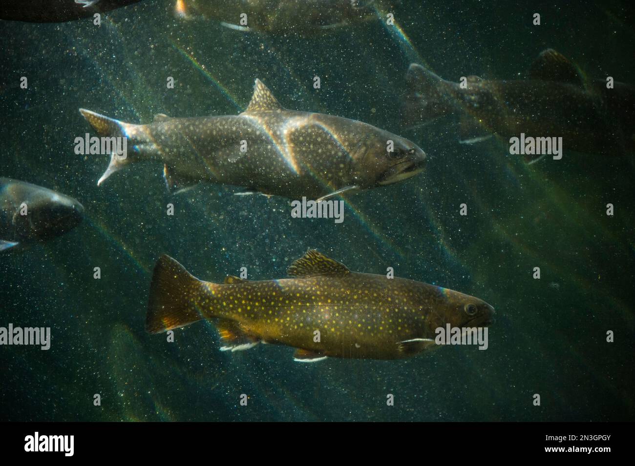 Brook trout hi-res stock photography and images - Alamy