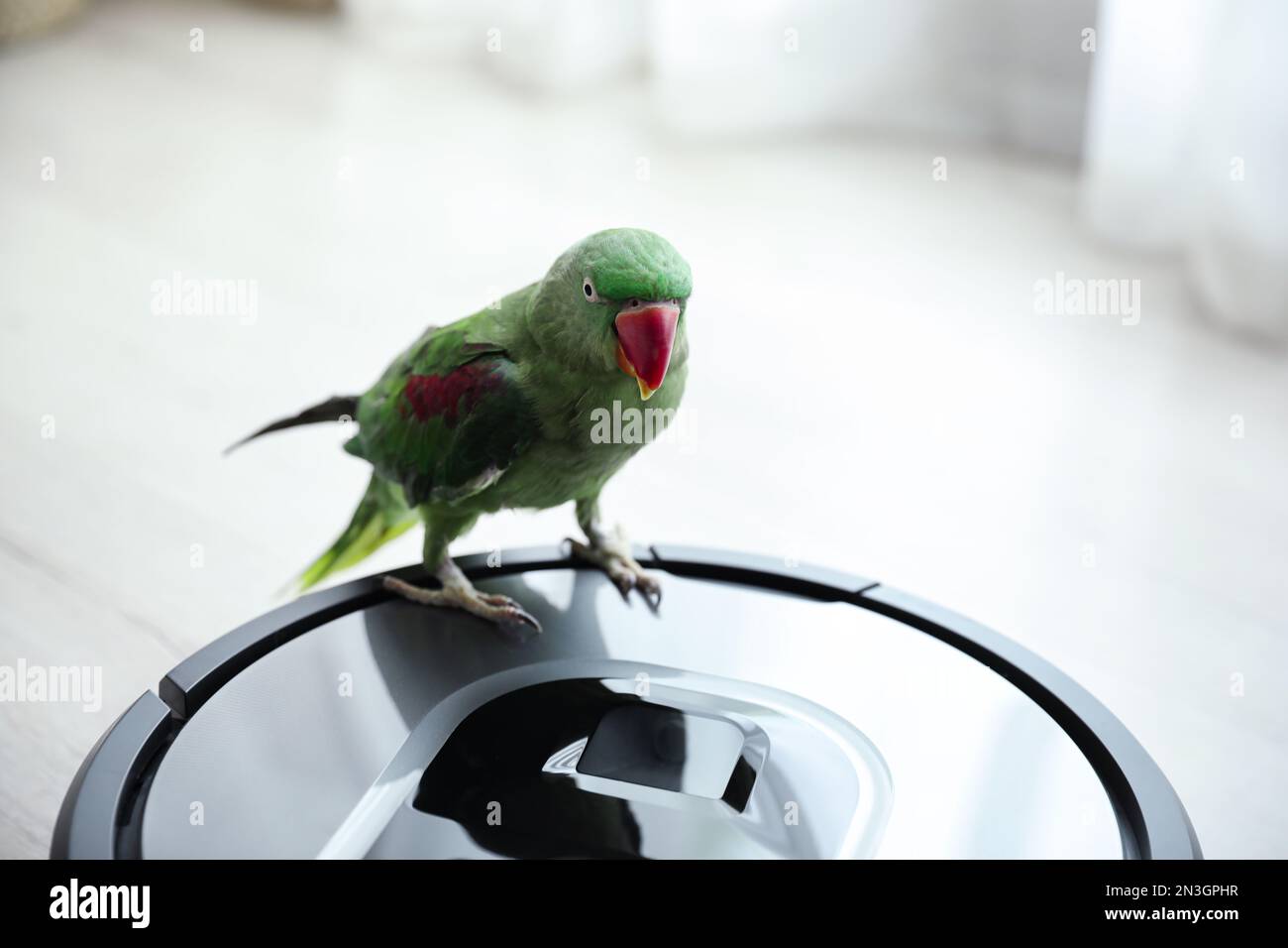 Modern robotic vacuum cleaner and Alexandrine parakeet on floor indoors ...