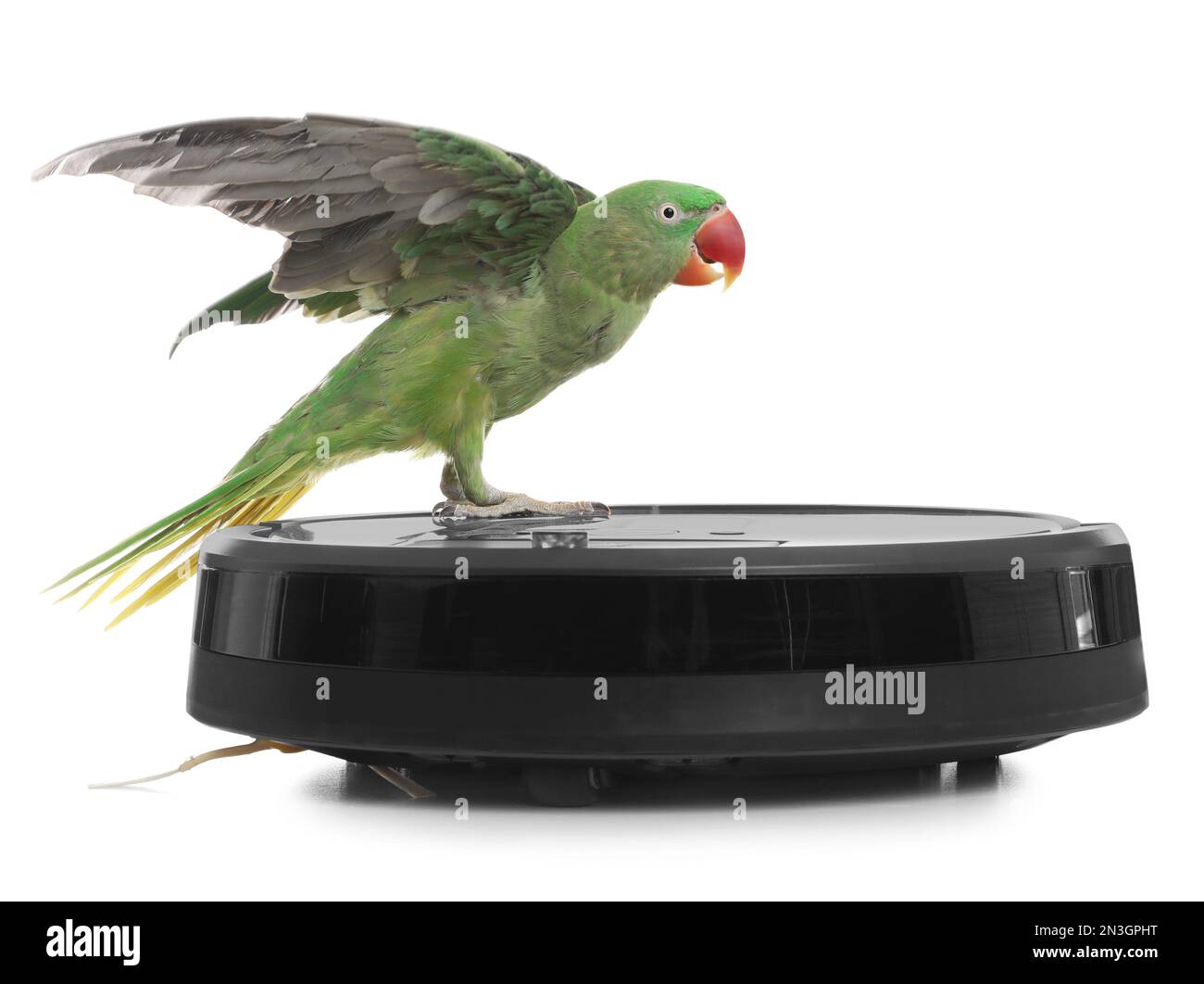 Modern robotic vacuum cleaner and Alexandrine parakeet on white ...