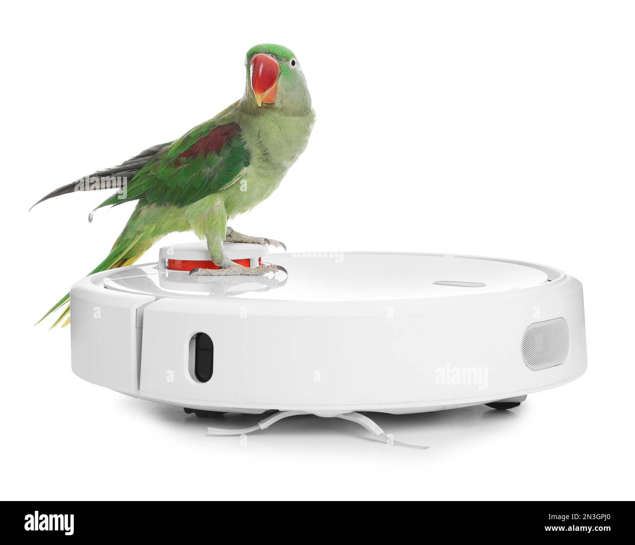 Modern robotic vacuum cleaner and Alexandrine parakeet on white ...