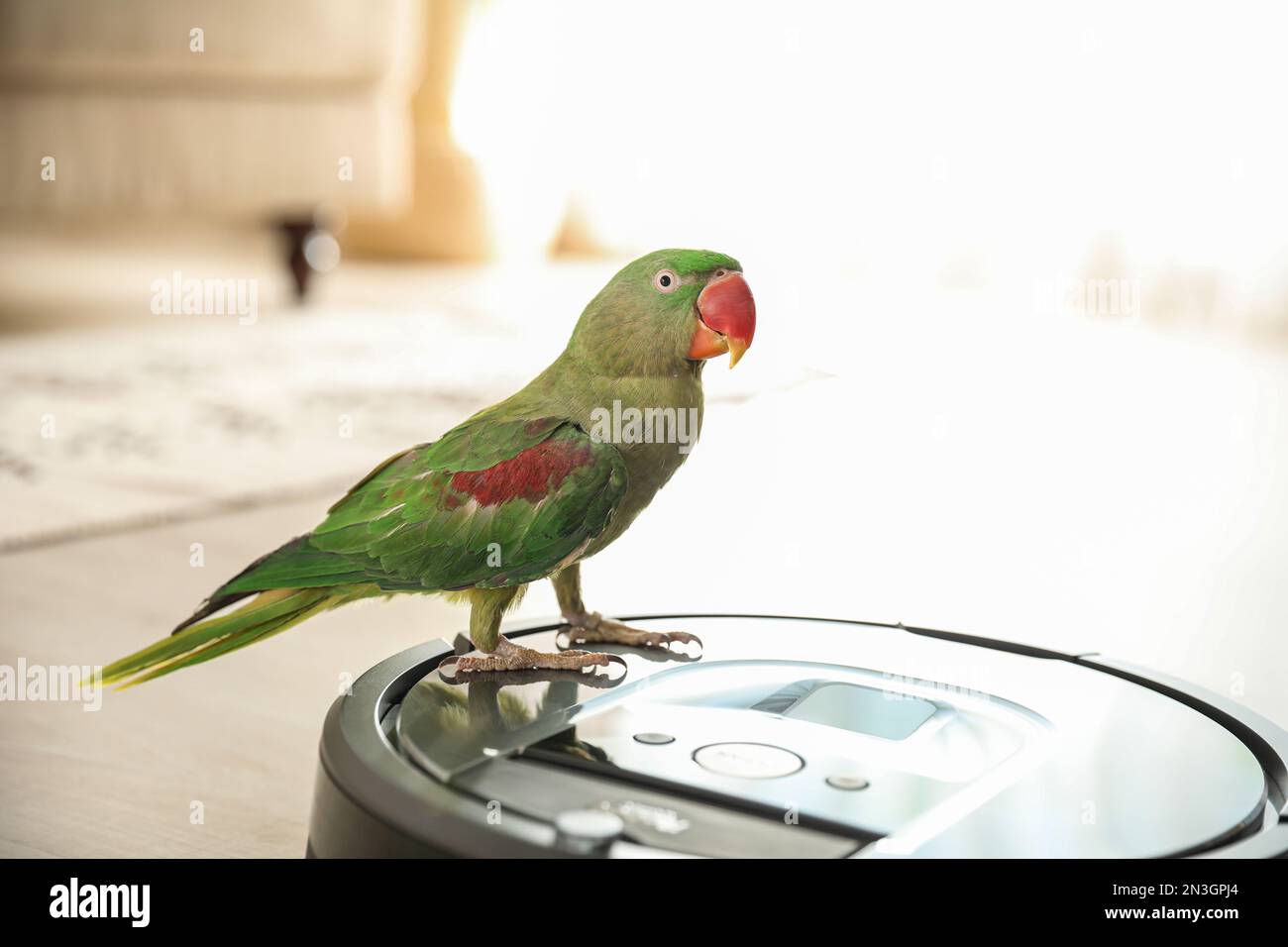 Modern robotic vacuum cleaner and Alexandrine parakeet on floor indoors ...