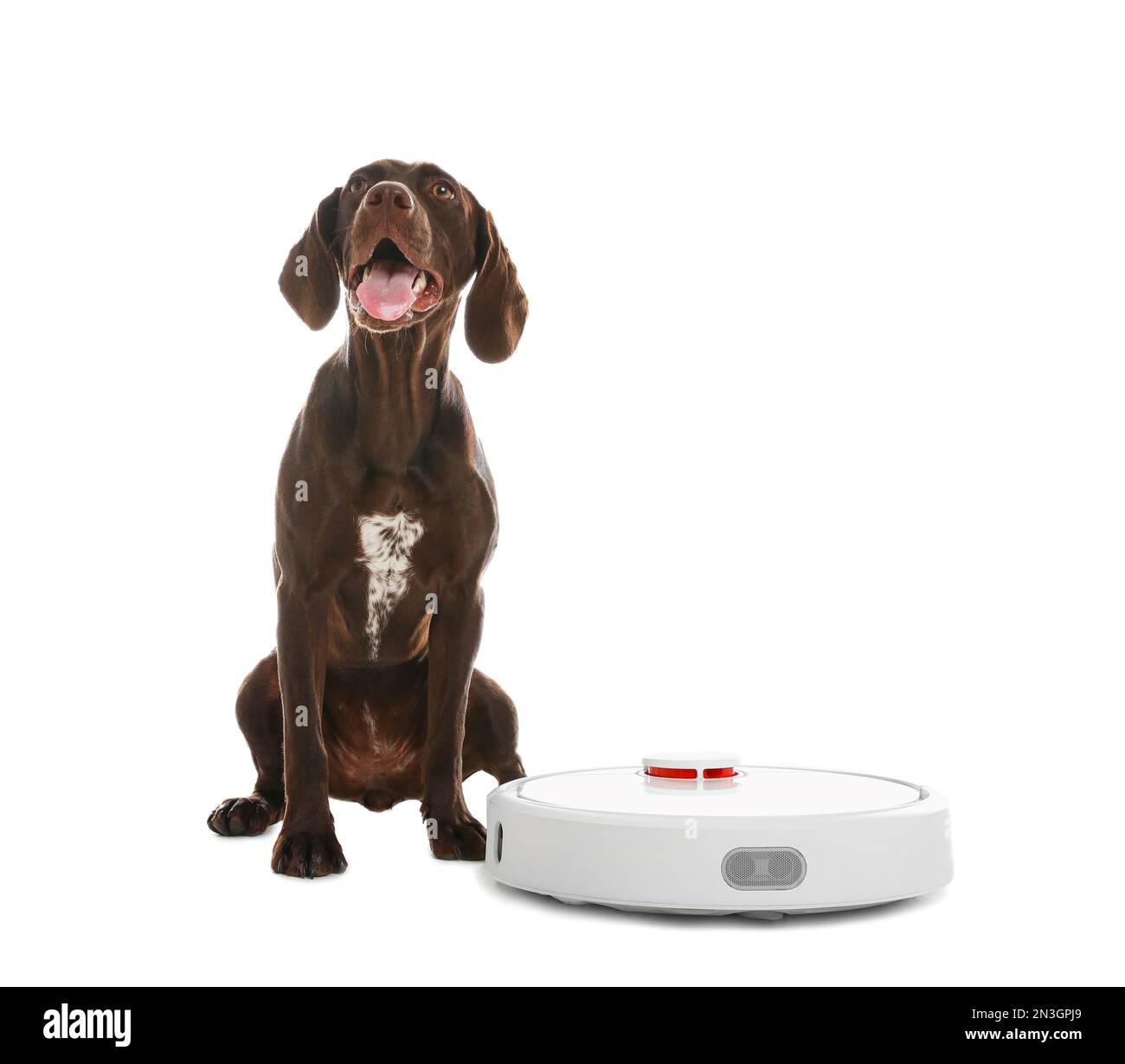 Modern robotic vacuum cleaner and German Shorthaired Pointer dog on ...