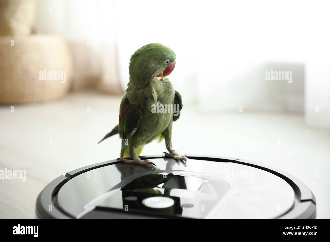 Modern robotic vacuum cleaner and Alexandrine parakeet on floor indoors ...