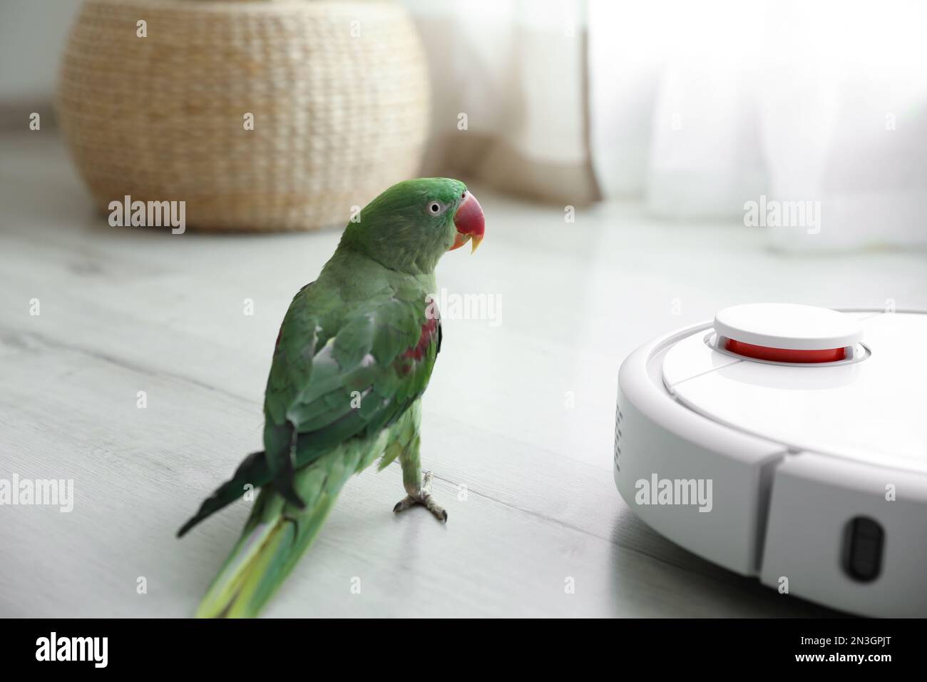 Modern robotic vacuum cleaner and Alexandrine parakeet on floor indoors ...