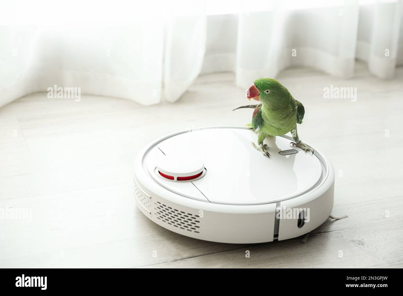 Modern robotic vacuum cleaner and Alexandrine parakeet on floor indoors ...