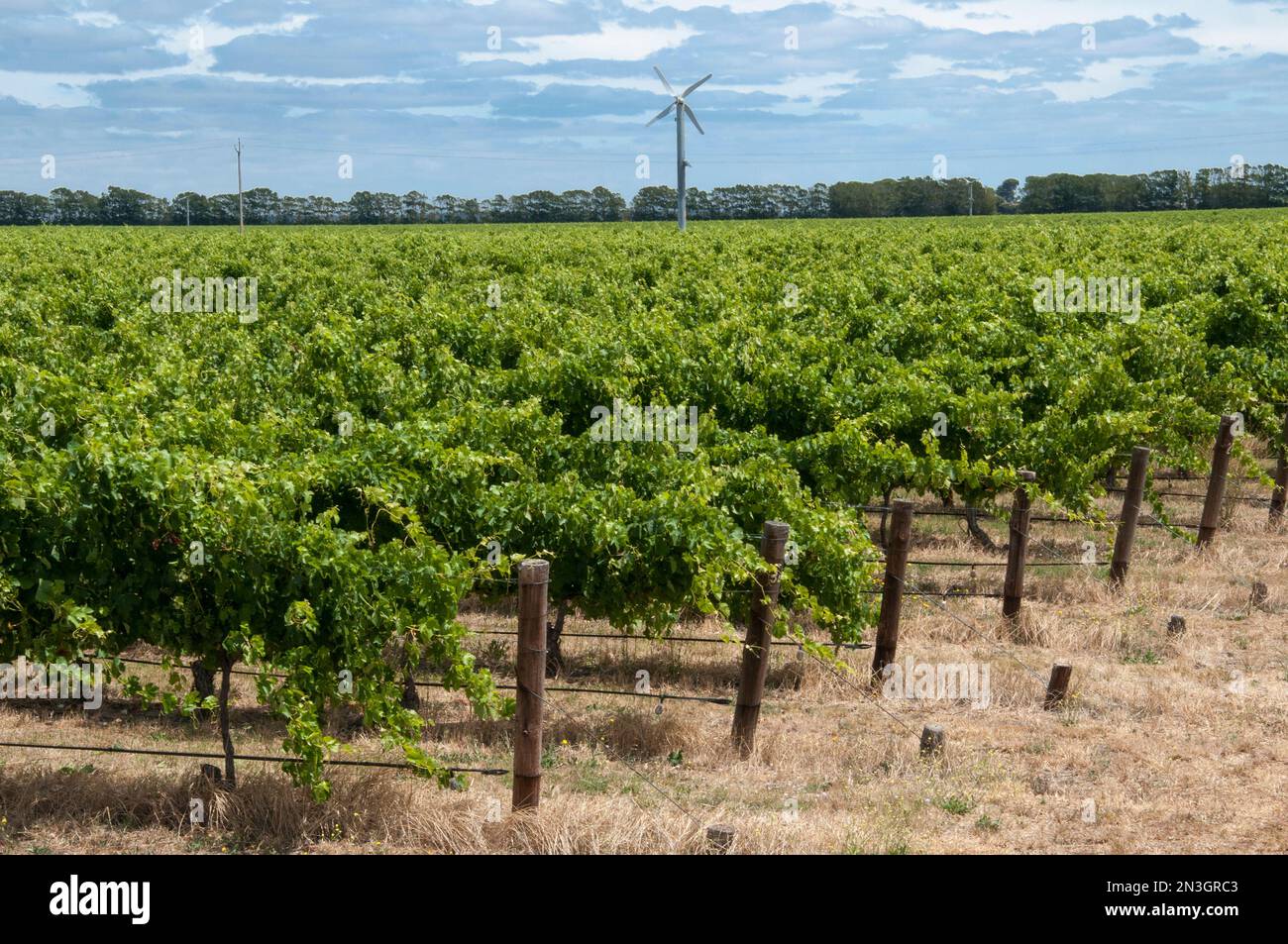 Australian grapes hi-res stock photography and images - Alamy