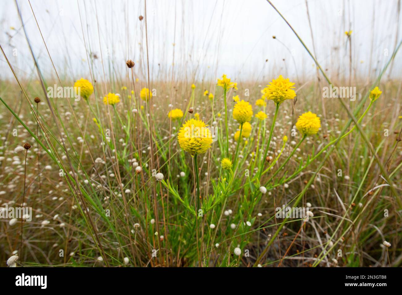 Polygala rugelii hi-res stock photography and images - Alamy