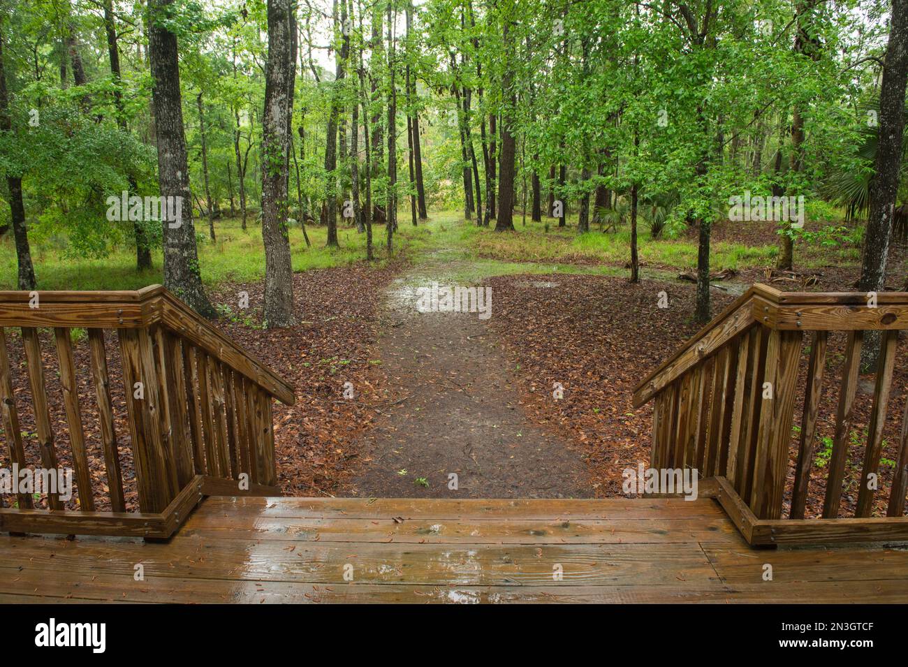 Wooded path after a rainfall, viewed from wet wooden porch and steps ...