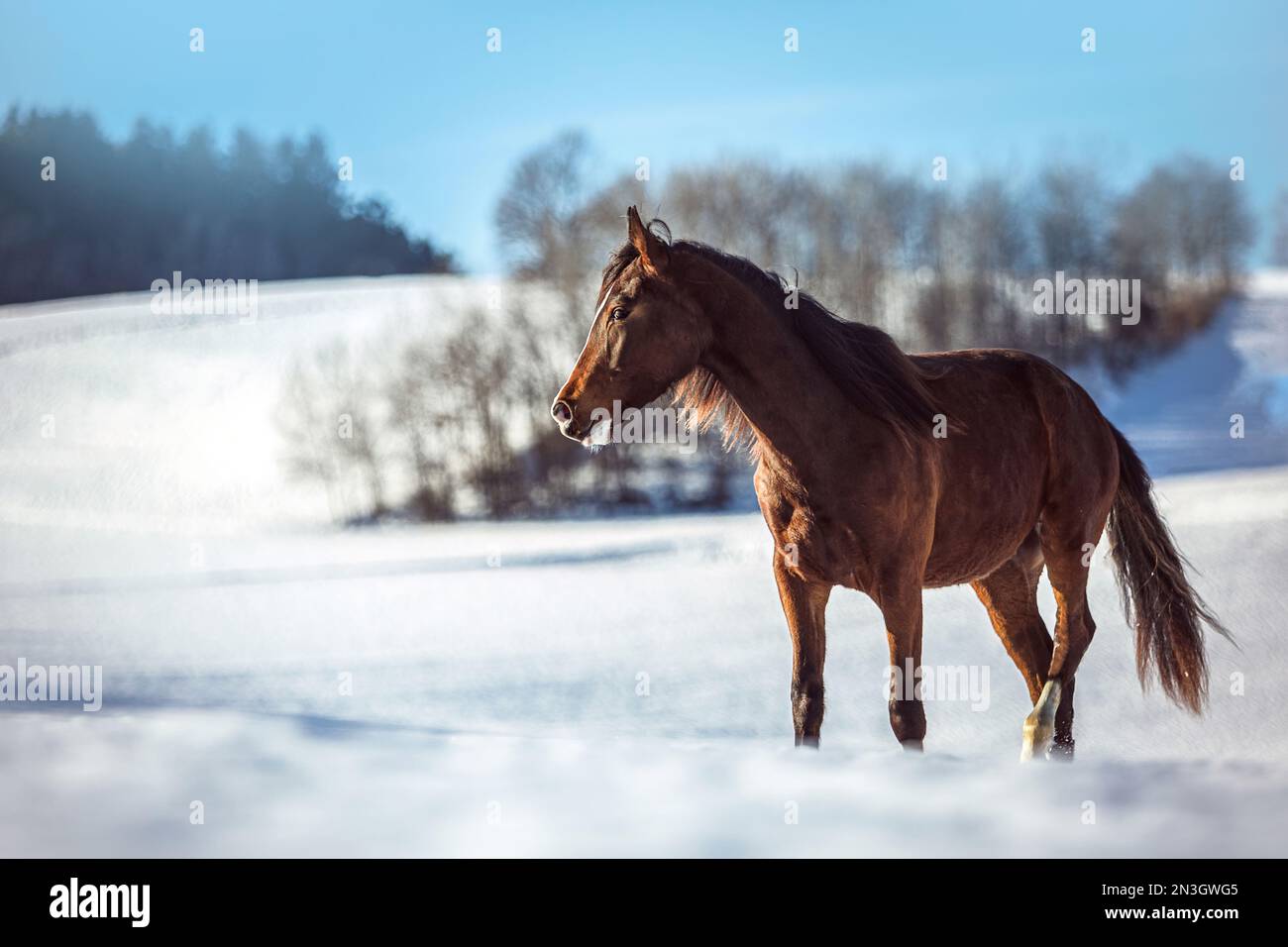 Portrait of a young brown arab x berber horse galloping across a snowy ...