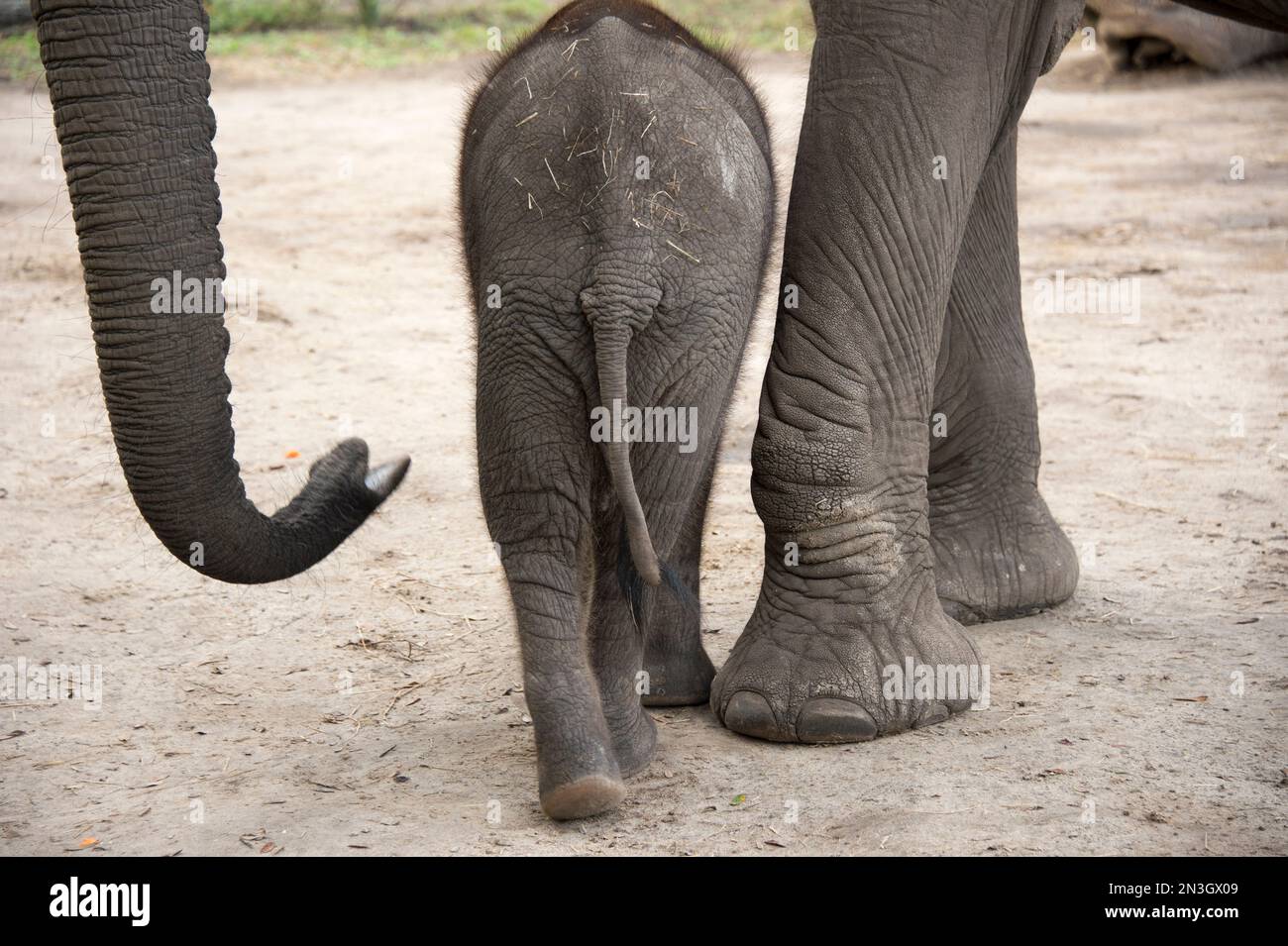 Elephant standing hind legs hi-res stock photography and images - Alamy