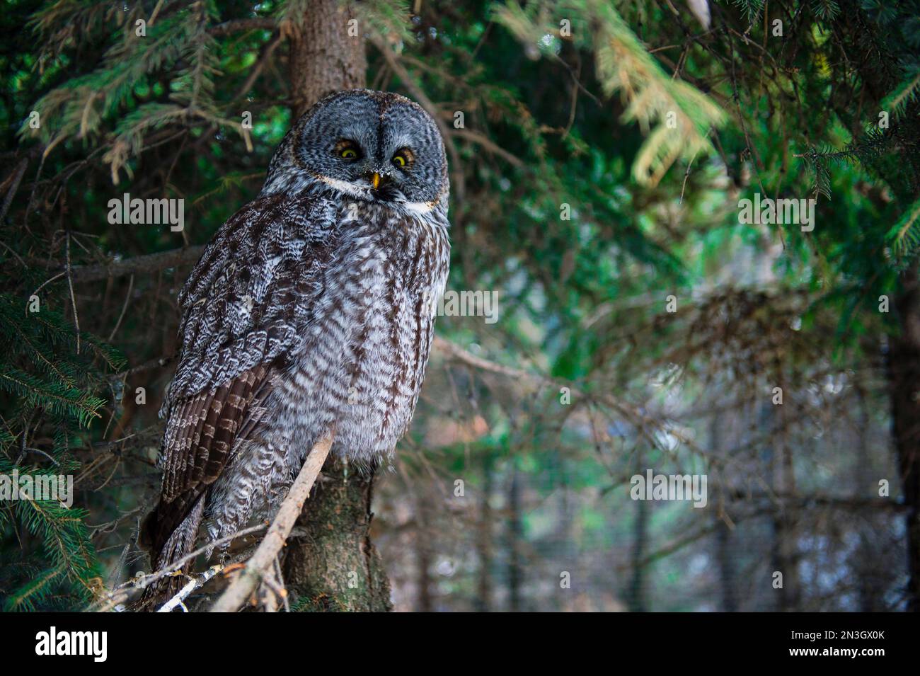 Great gray owl (Strix nebulosa) perched on a tree in a forest; Calgary ...
