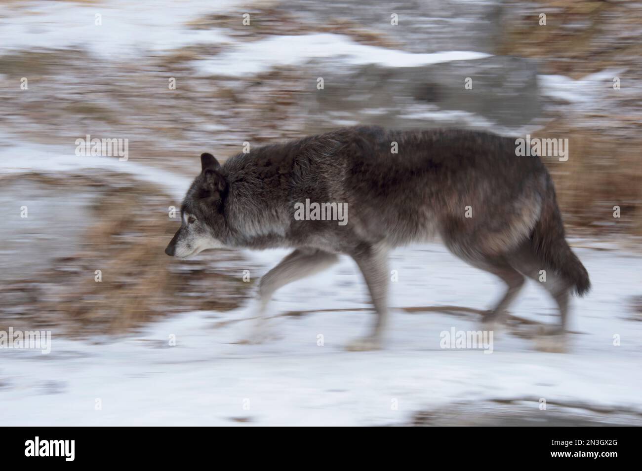 Gray wolf (Canis lupus) walks along a snowy forest floor in a zoo ...