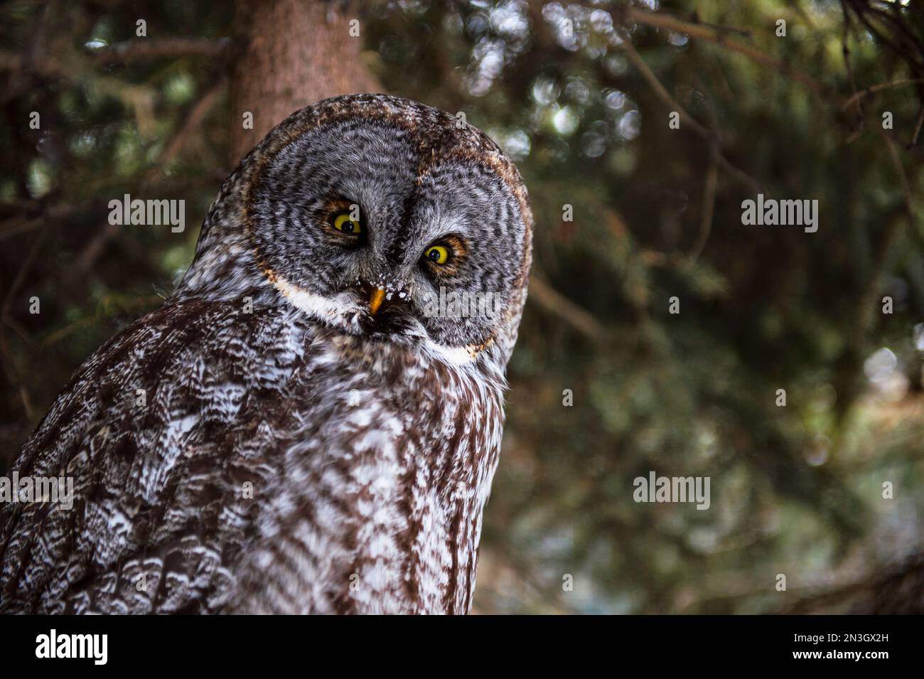 Birds eye view calgary hi-res stock photography and images - Alamy