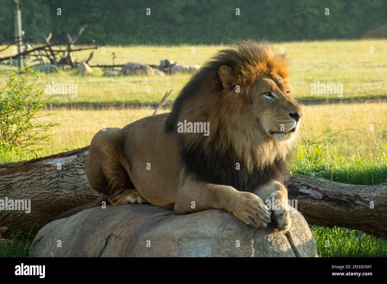 Lion relaxed on a rock in a zoo habitat; Columbus, Ohio, United States ...