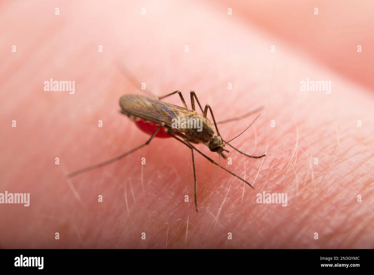 Close-up of a female mosquito (Culex tarsalis) sitting on a human hand ...