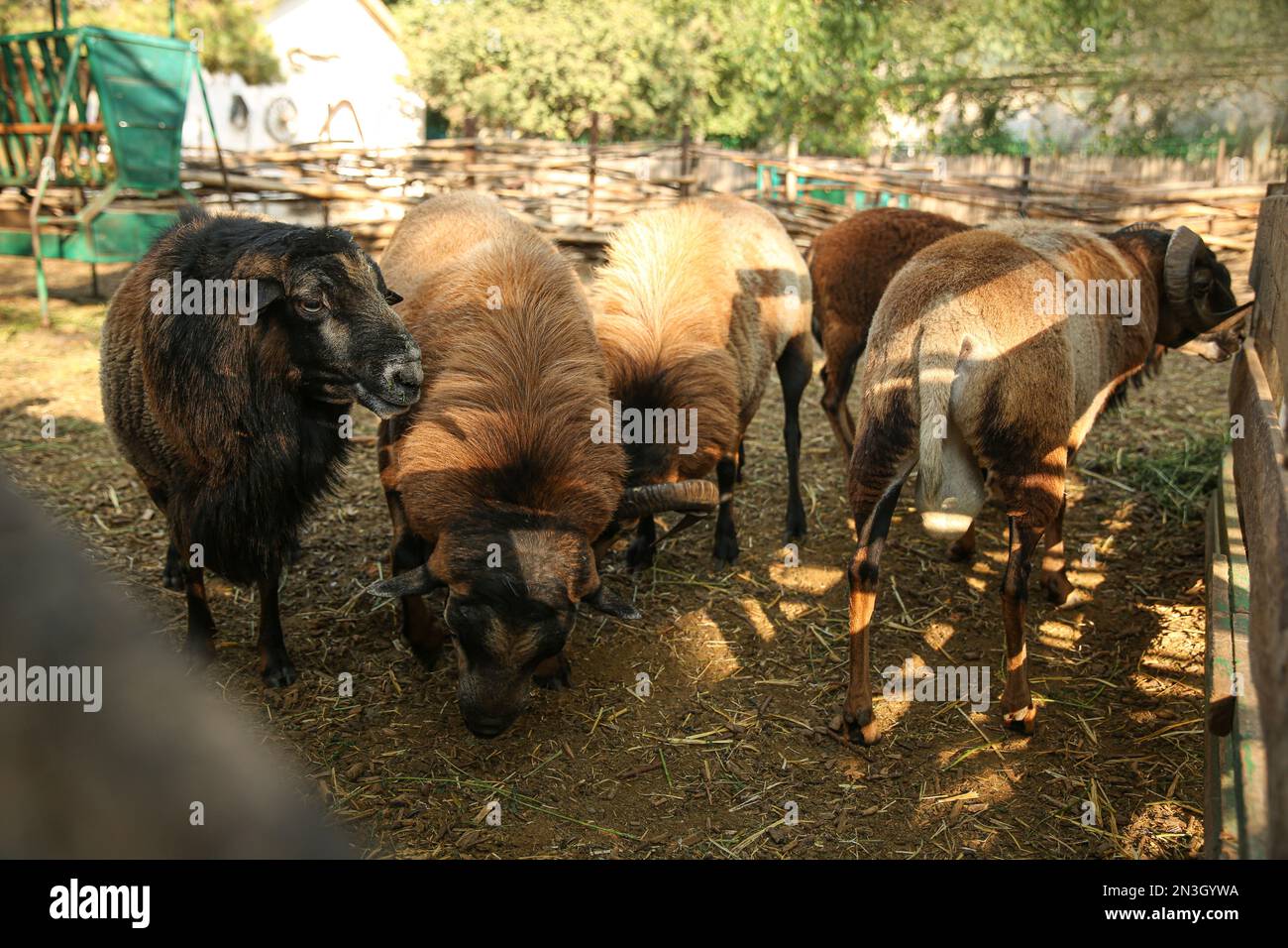 Beautiful brown sheep in yard. Farm animals Stock Photo - Alamy
