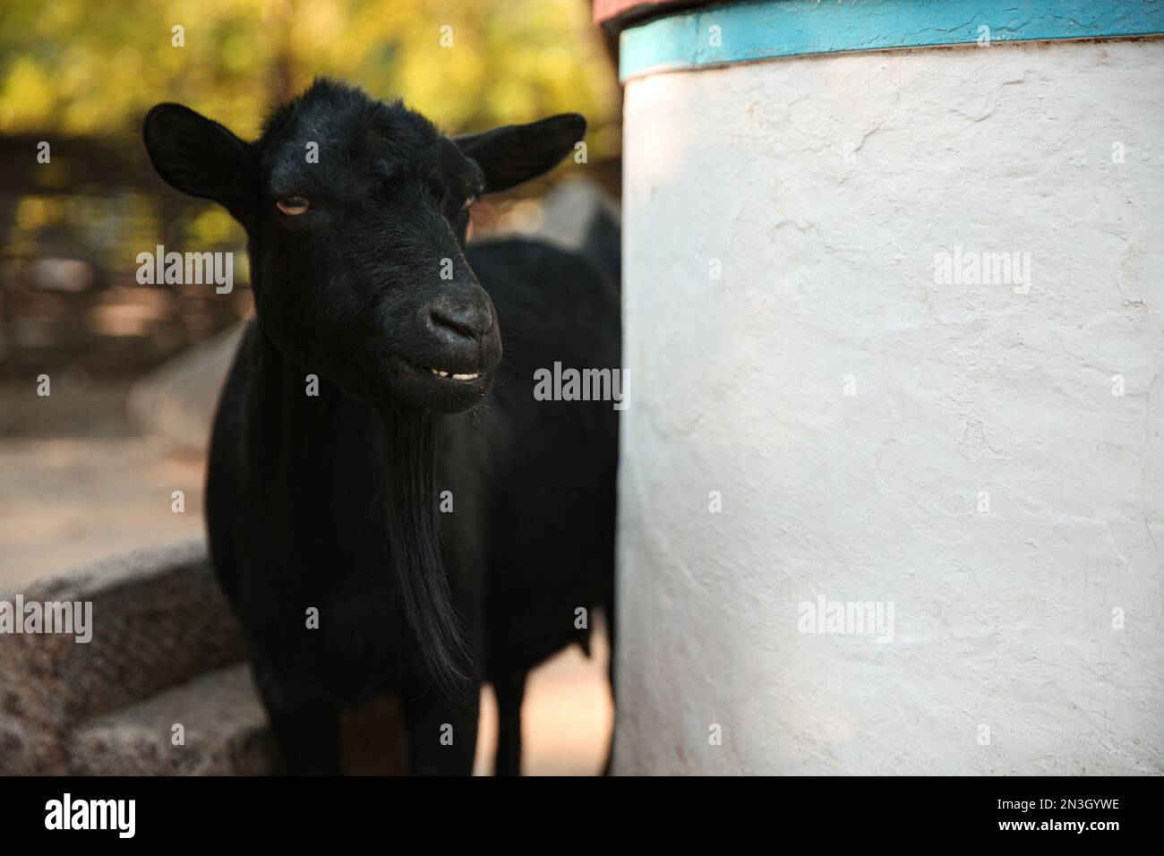 Beautiful black goat hi-res stock photography and images - Alamy