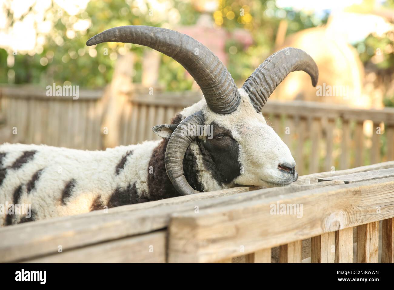 Manx loaghtan hi-res stock photography and images - Alamy